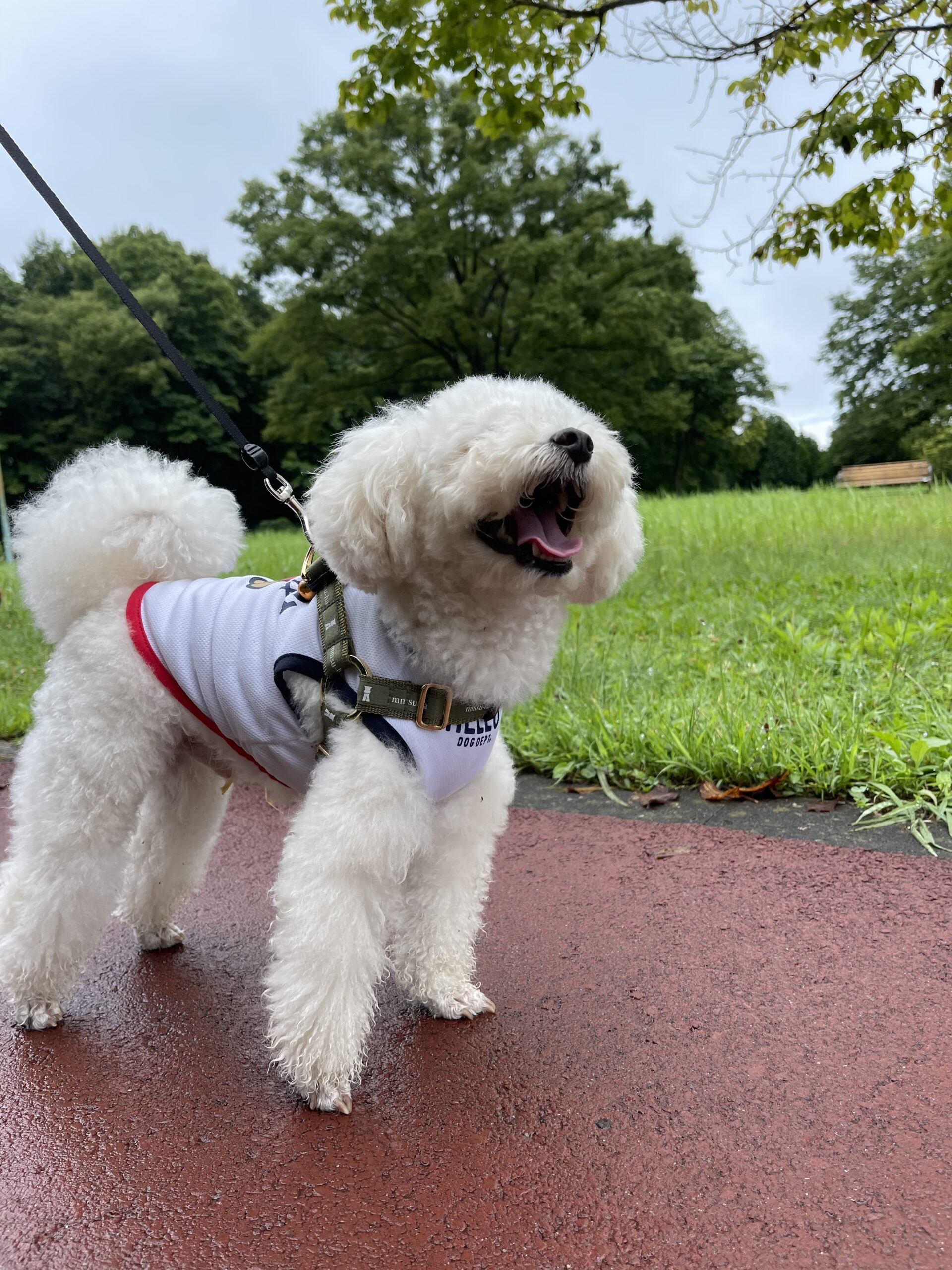 57228F5F-676C-4AD1-A2DC-8E69E23F5252 – DOG-PHOTO-LOG